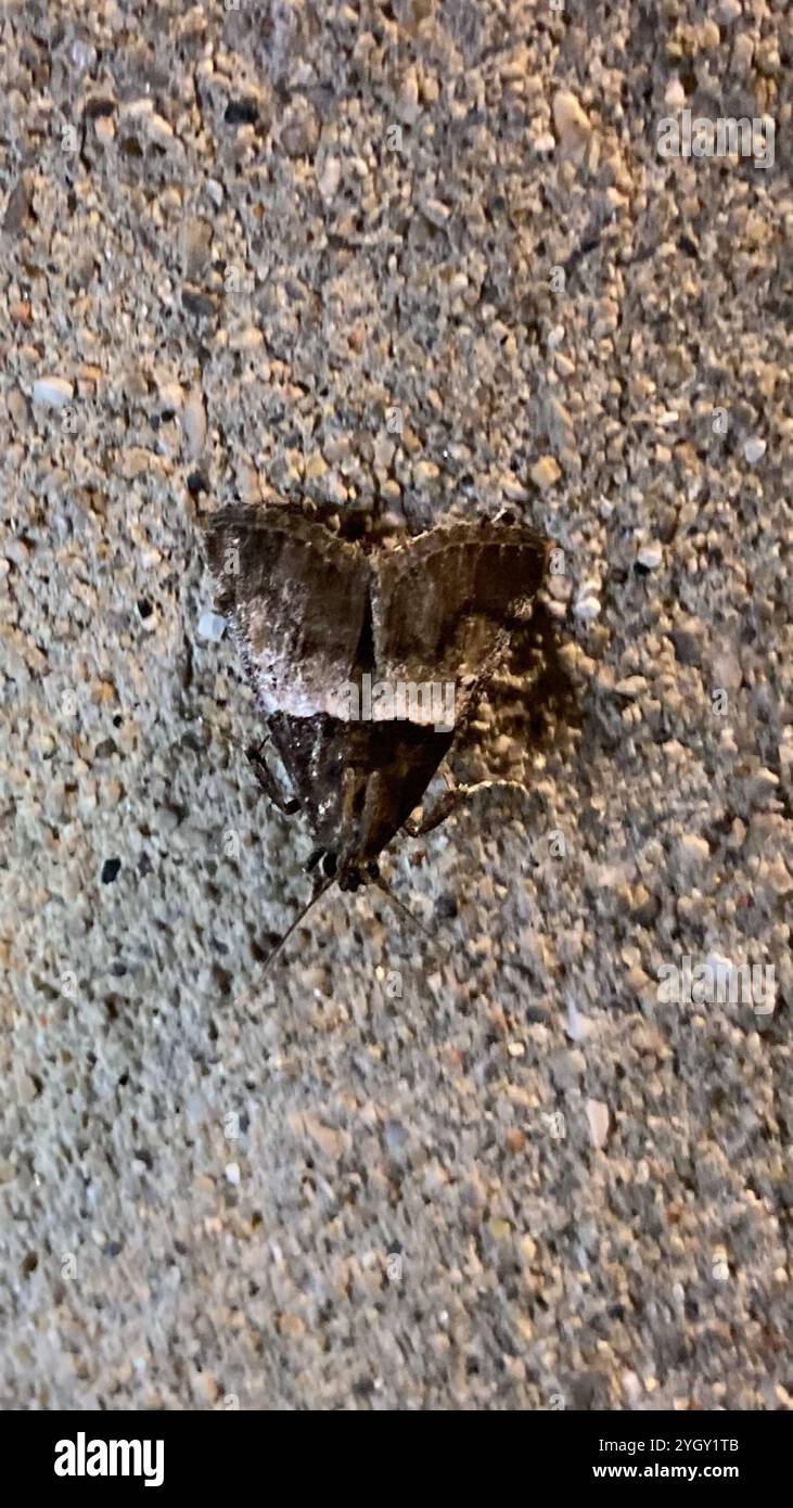 Macalla hi-res stock photography and images - Alamy