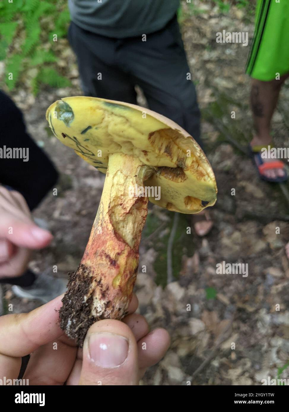 Bicolor bolete hi-res stock photography and images - Alamy