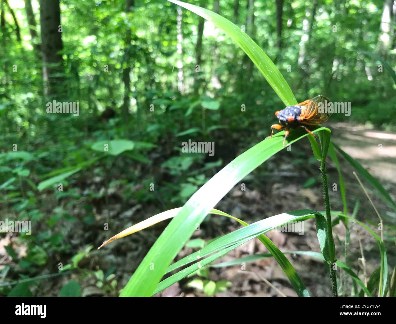Periodical Cicadas (Magicicada Stock Photo - Alamy