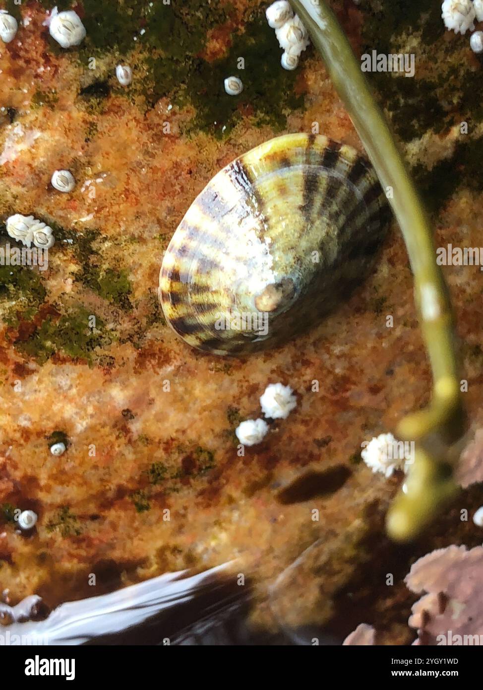 Testudinalia testudinalis hi-res stock photography and images - Alamy