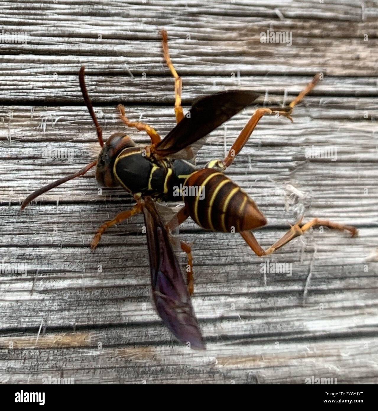 Northern Paper Wasp (Polistes fuscatus Stock Photo - Alamy