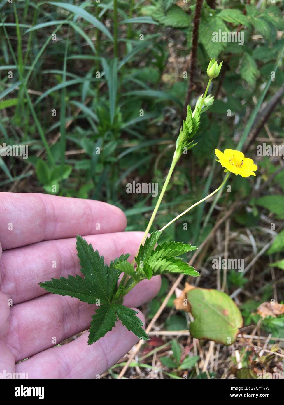 common cinquefoil (Potentilla simplex Stock Photo - Alamy