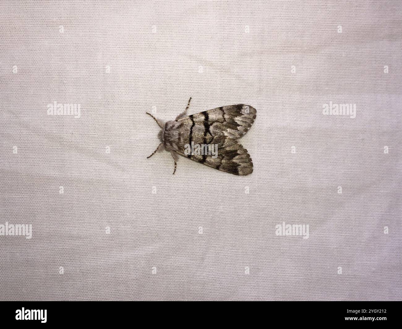 Eastern Panthea Moth (Panthea furcilla Stock Photo - Alamy