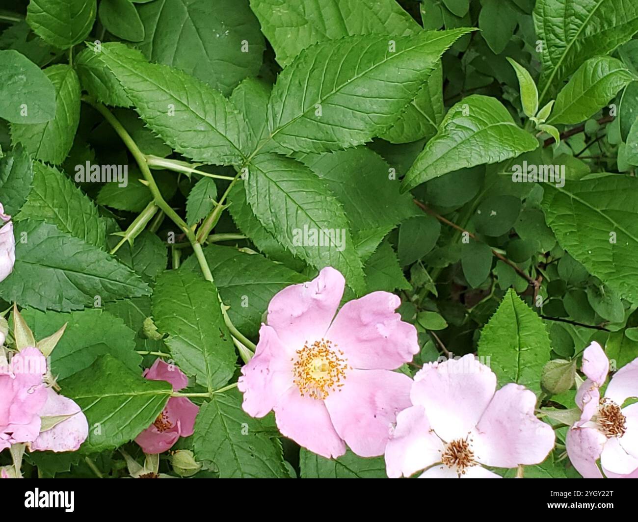 climbing prairie rose (Rosa setigera Stock Photo - Alamy