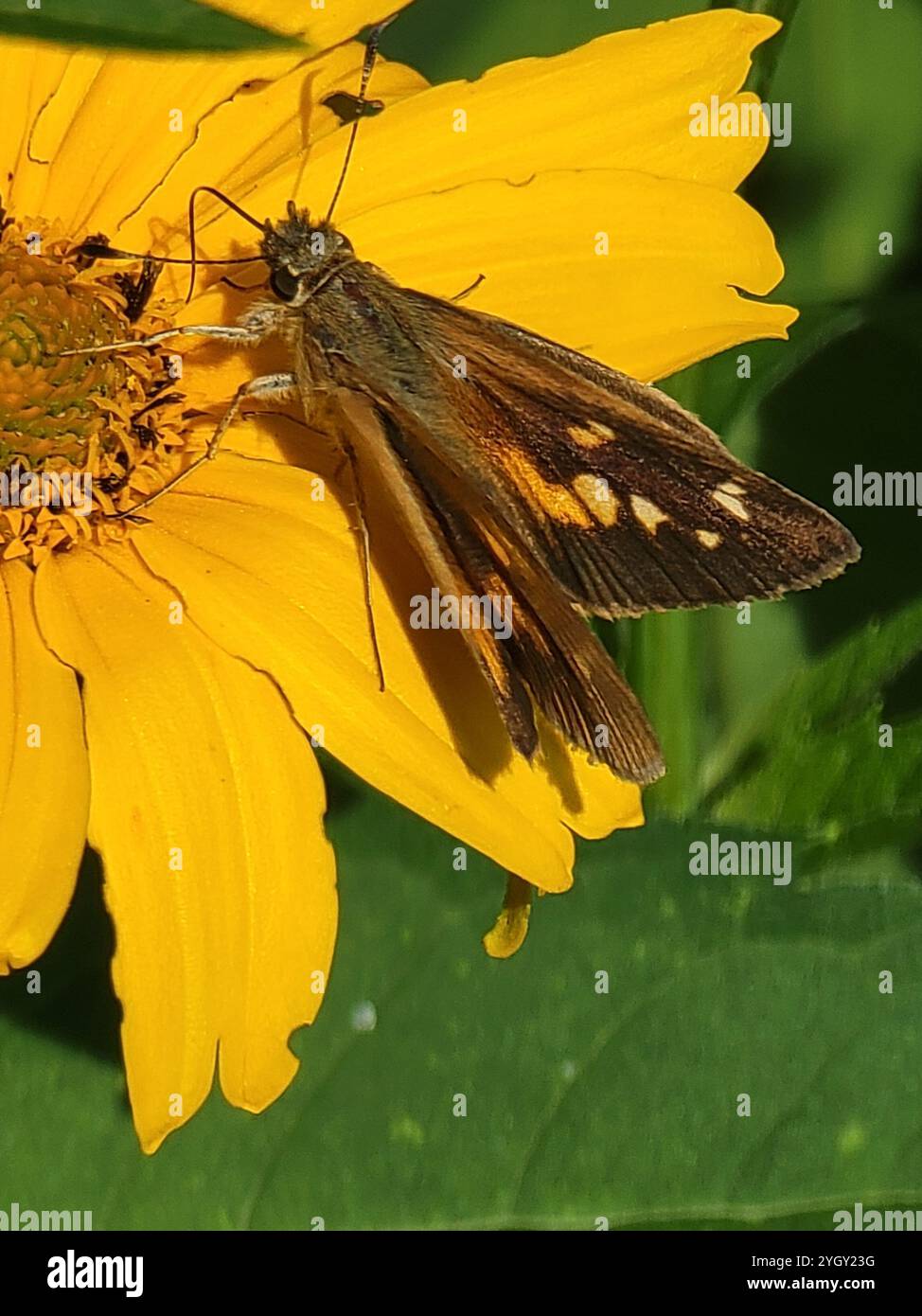 Broad-winged Skipper (Poanes viator Stock Photo - Alamy
