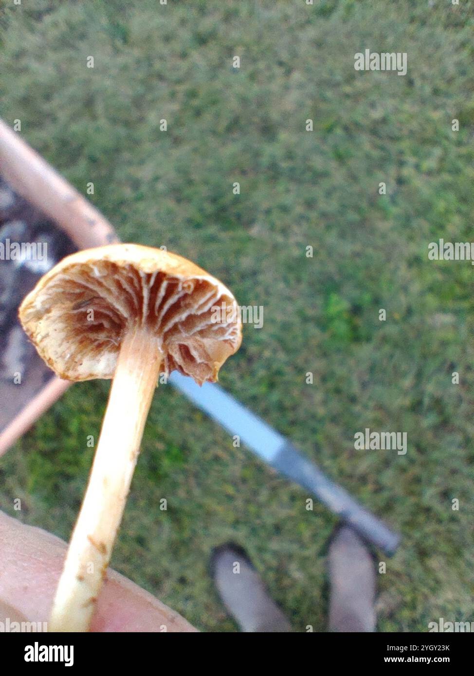 Common Fieldcap (Agrocybe pediades Stock Photo - Alamy