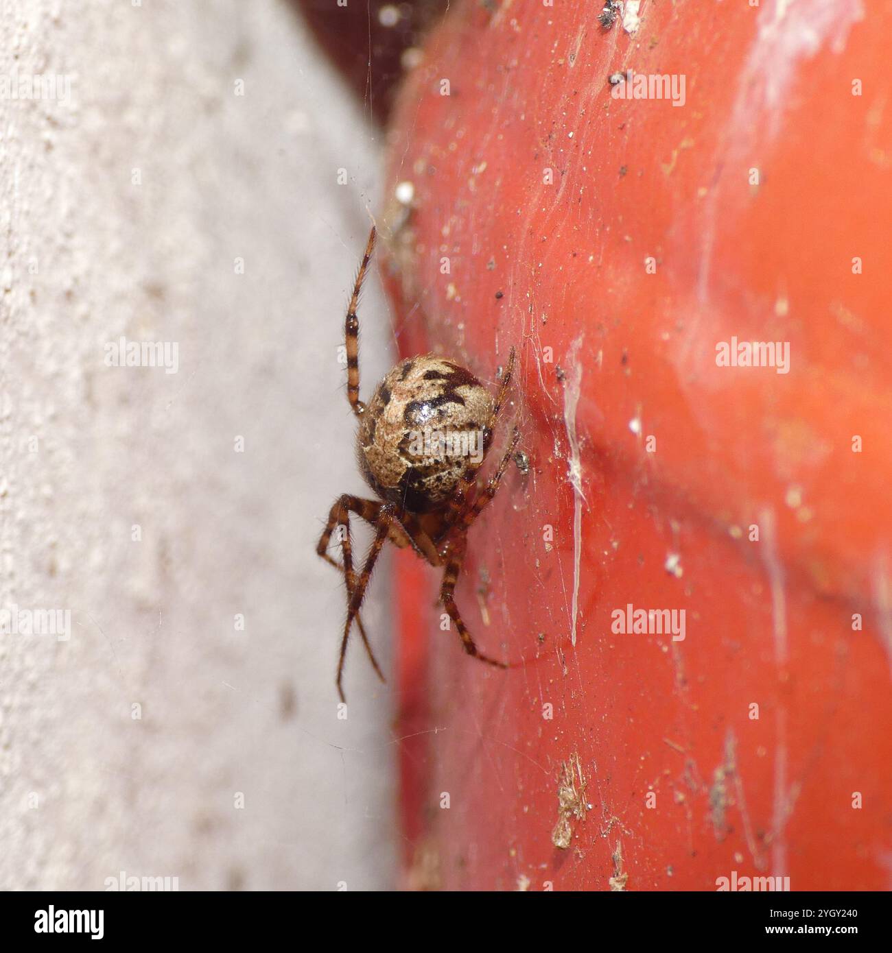 Comb-footed Spiders (Theridiidae Stock Photo - Alamy