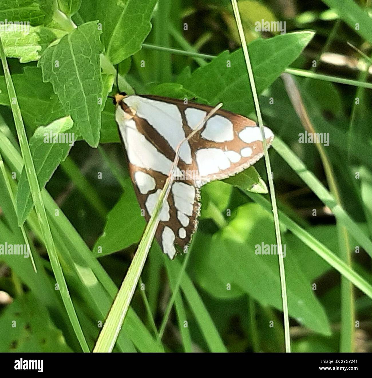 Reversed Haploa Moth (Haploa reversa Stock Photo - Alamy