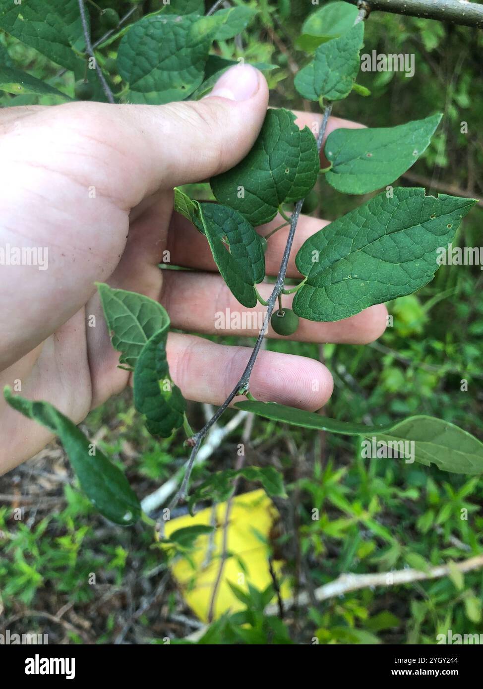 Dwarf Hackberry (Celtis tenuifolia Stock Photo - Alamy