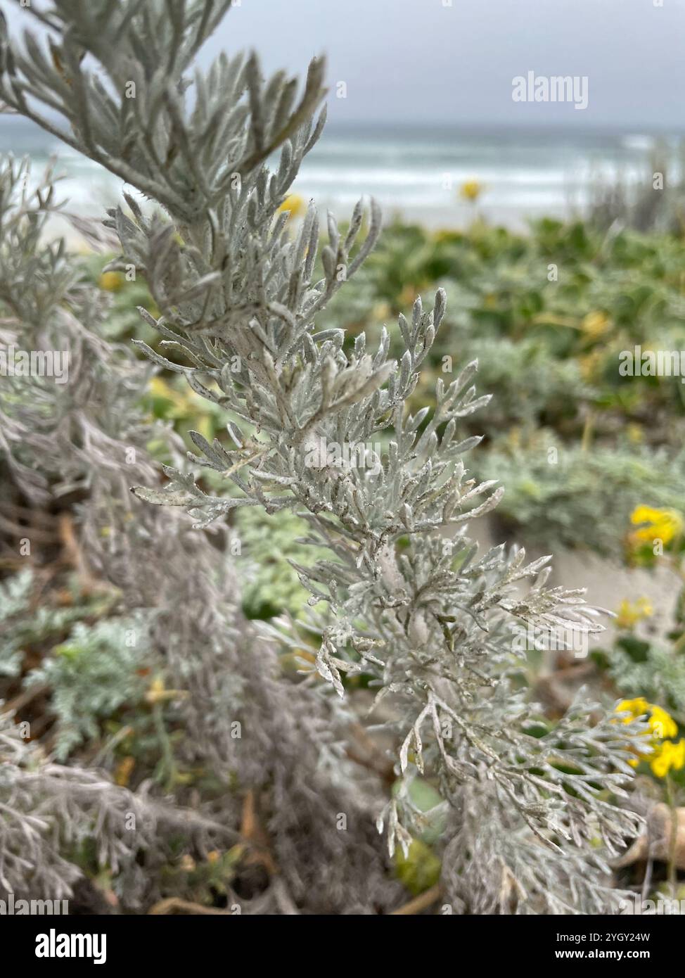 coastal sagewort (Artemisia pycnocephala Stock Photo - Alamy
