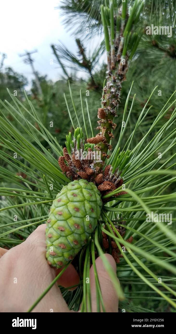 pitch pine (Pinus rigida Stock Photo - Alamy