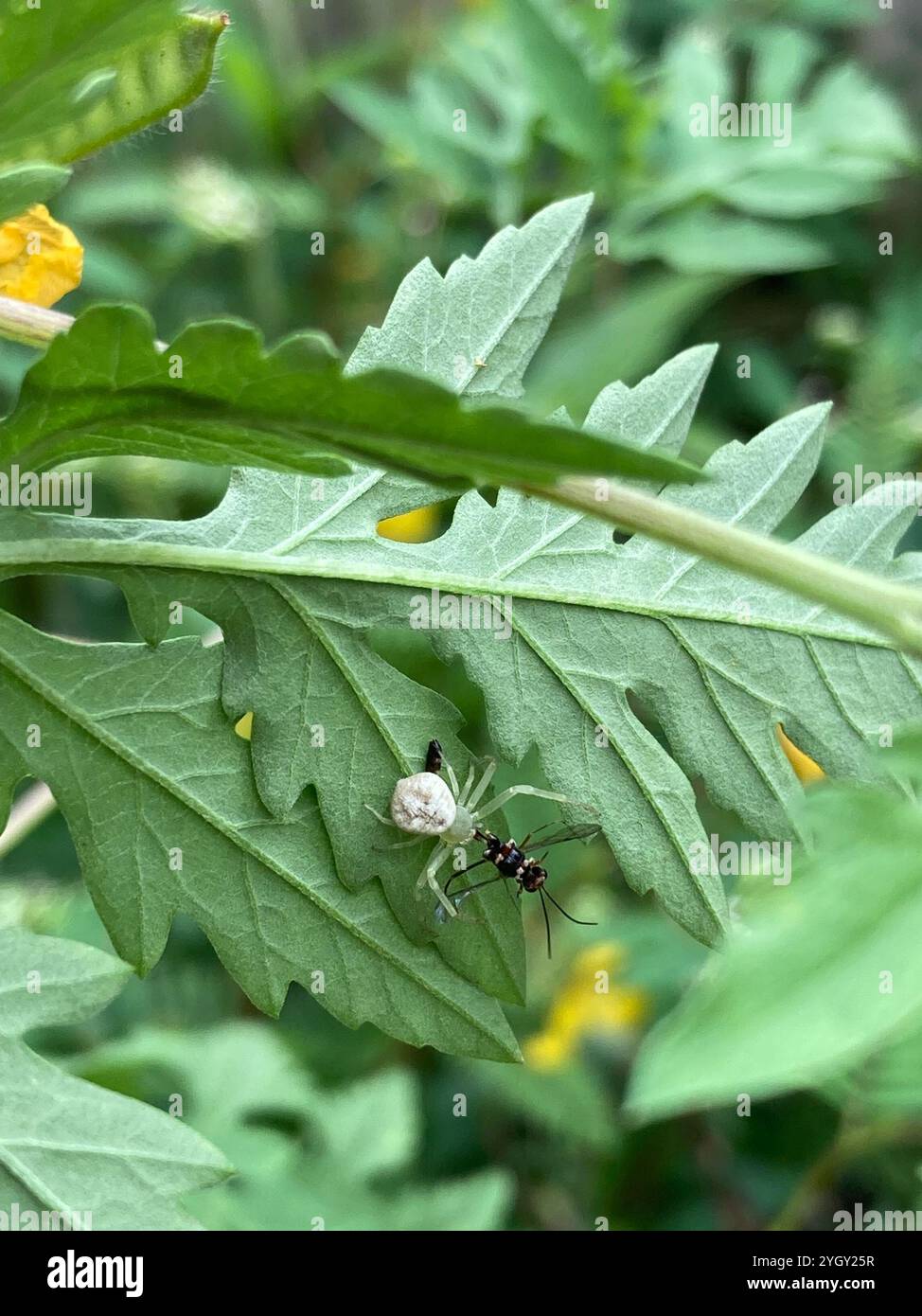 Anomalon hi-res stock photography and images - Alamy