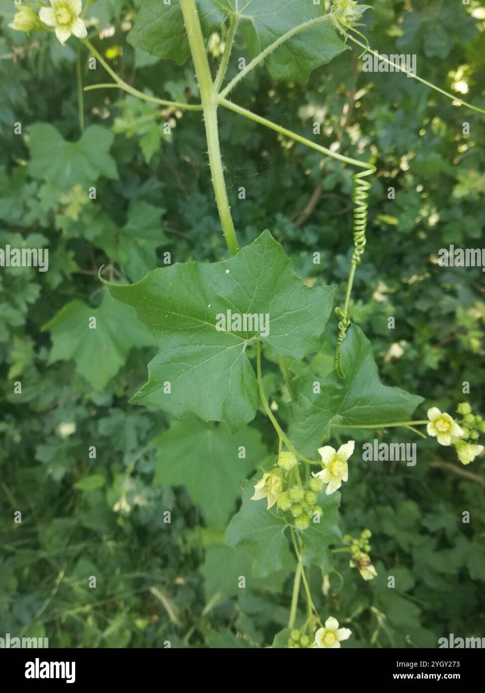 White Bryony (Bryonia cretica dioica Stock Photo - Alamy