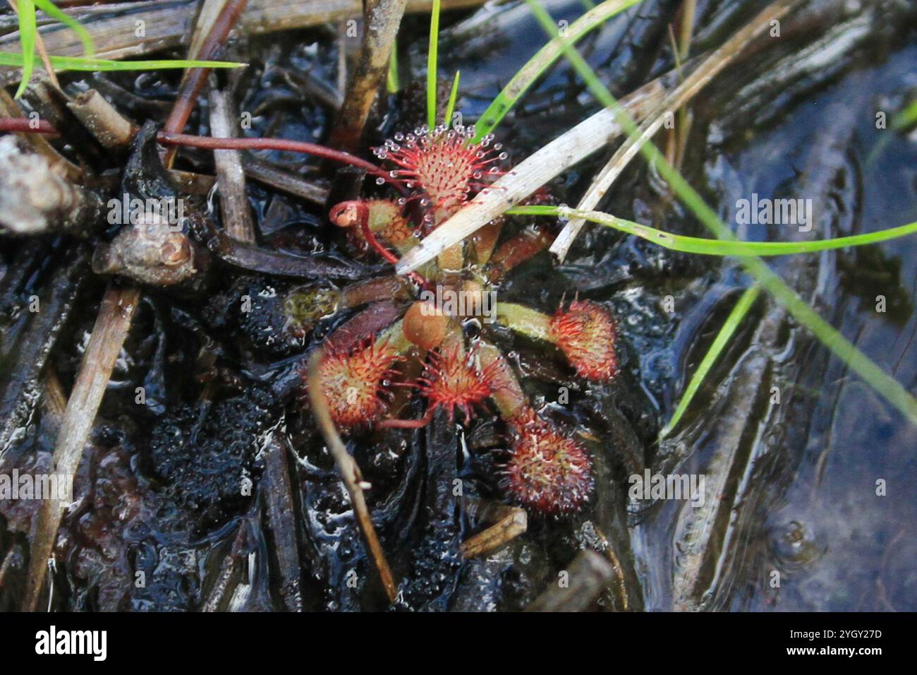 Pink Sundew (Drosera capillaris Stock Photo - Alamy