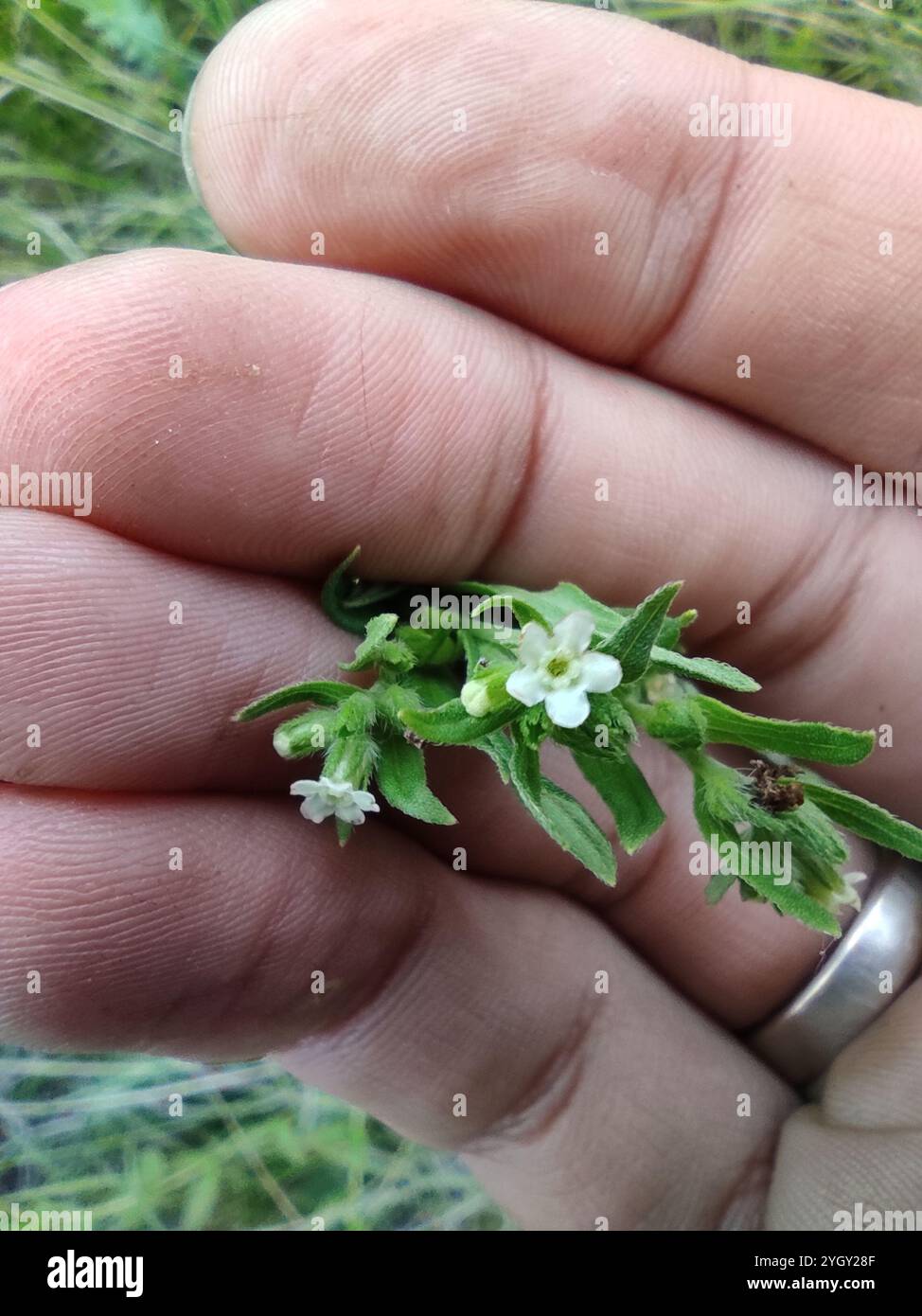 Common Gromwell (Lithospermum officinale Stock Photo - Alamy