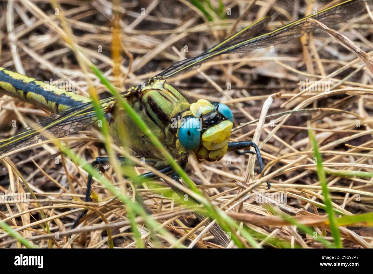 Horned clubtail hi-res stock photography and images - Alamy
