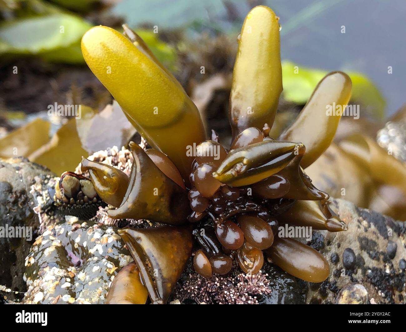Sea Sacks (Halosaccion glandiforme Stock Photo - Alamy