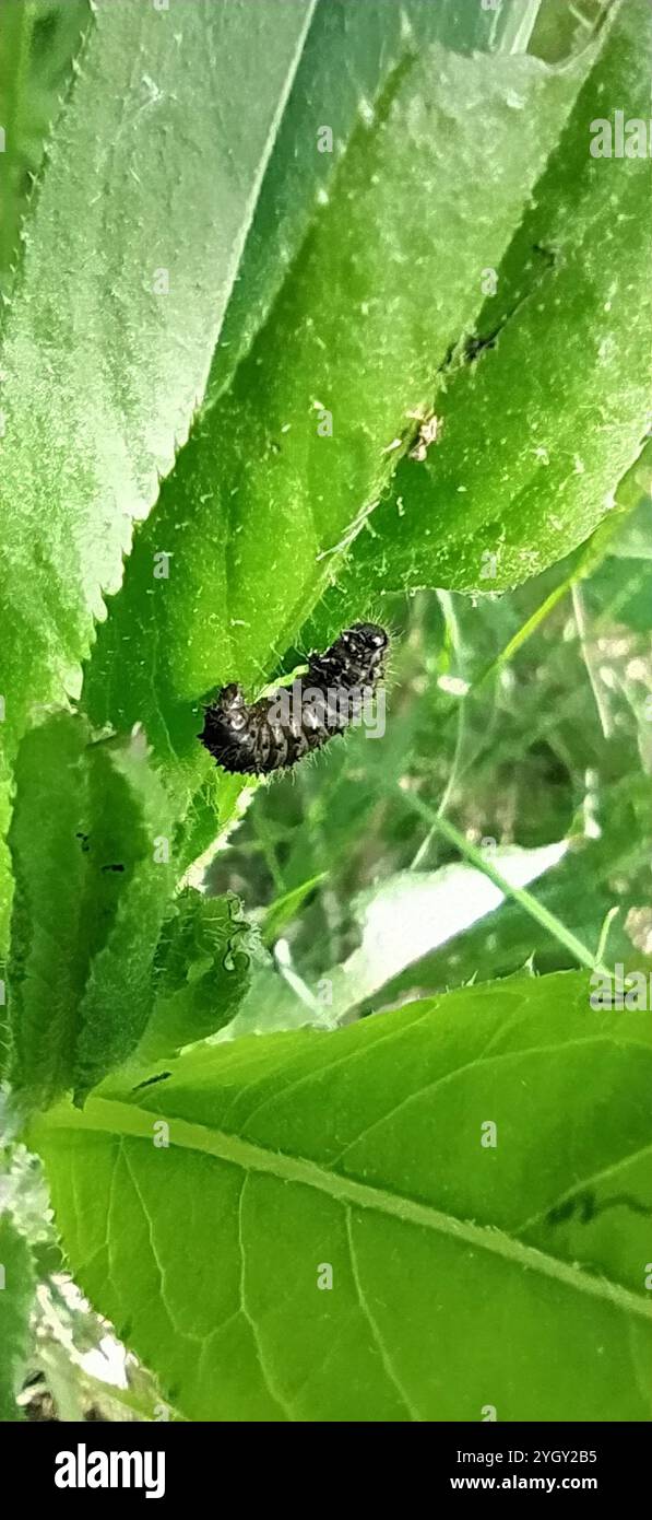 black-punctured leaf beetle (Galeruca tanaceti Stock Photo - Alamy