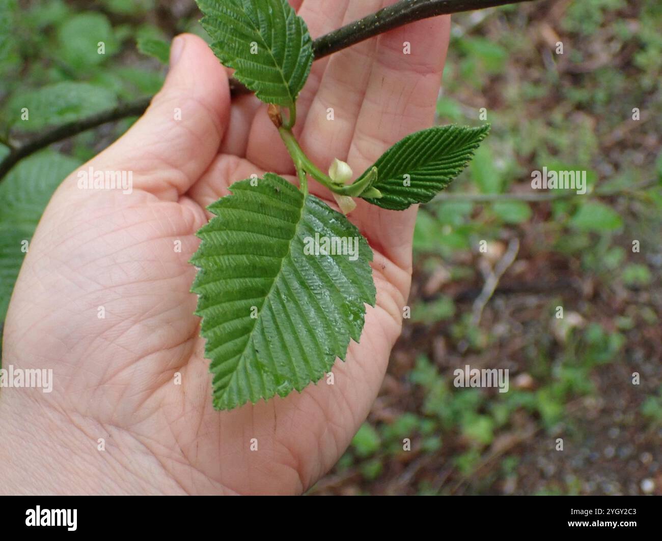 Red Alder (Alnus rubra Stock Photo - Alamy