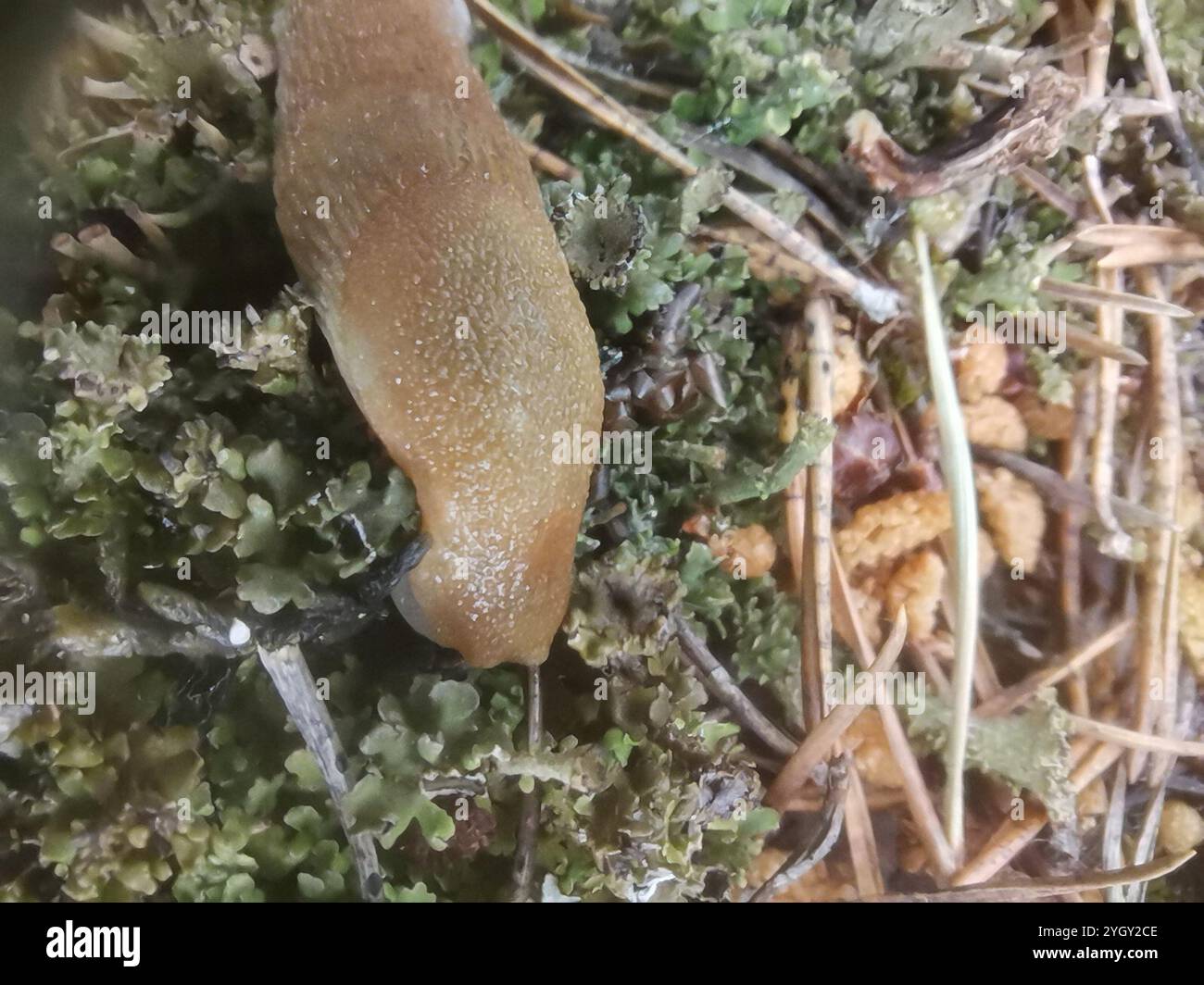 Northern Dusky Slug (Arion fuscus Stock Photo - Alamy