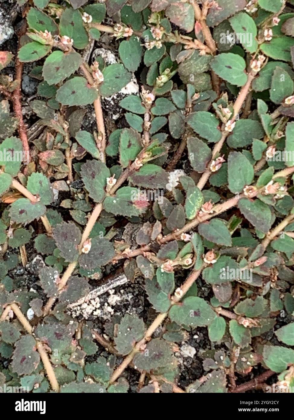 Euphorbia thymifolia hi-res stock photography and images - Alamy