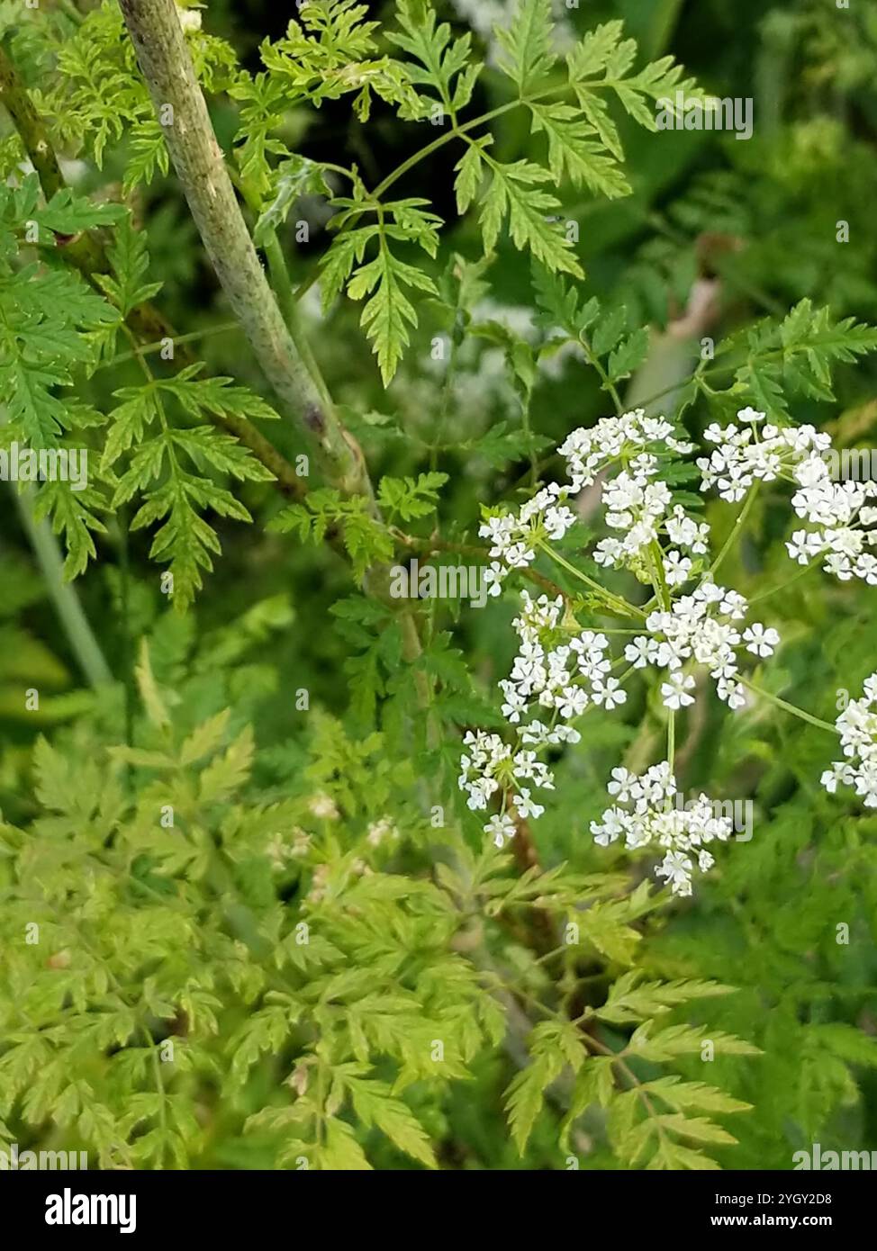 poison hemlock (Conium maculatum Stock Photo - Alamy