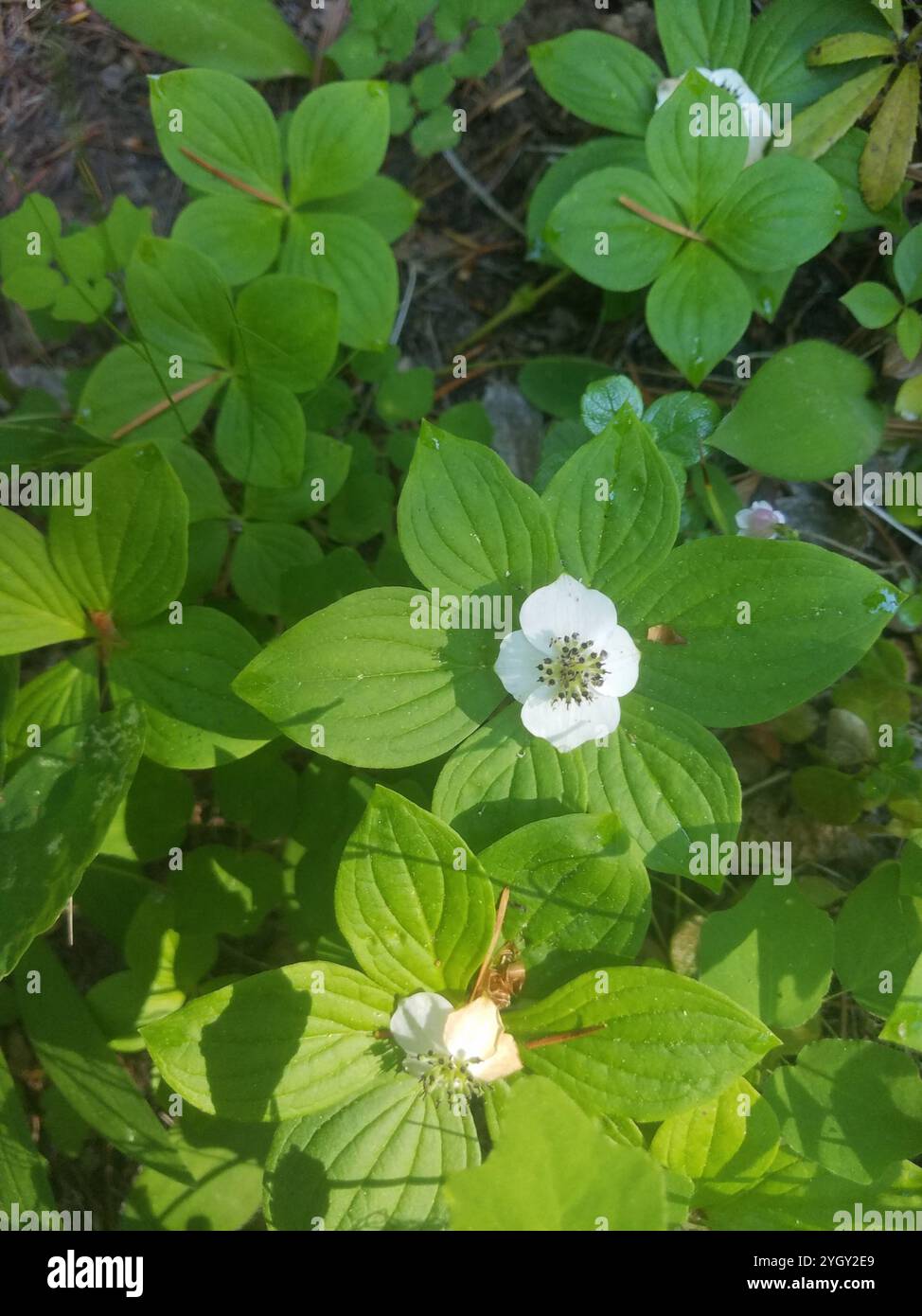 Western Bunchberry (Cornus unalaschkensis Stock Photo - Alamy