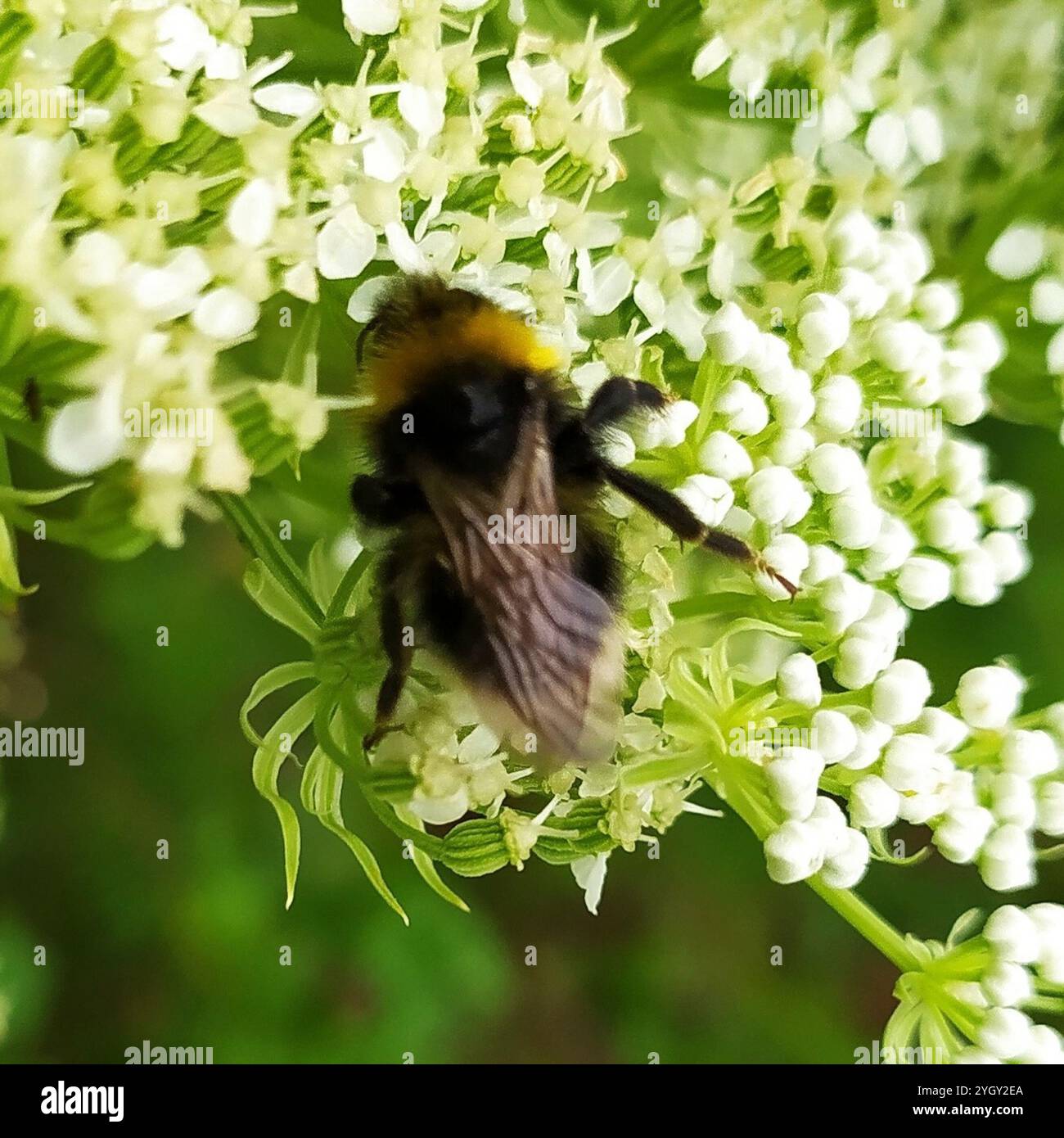 Bombus bohemicus hi-res stock photography and images - Alamy