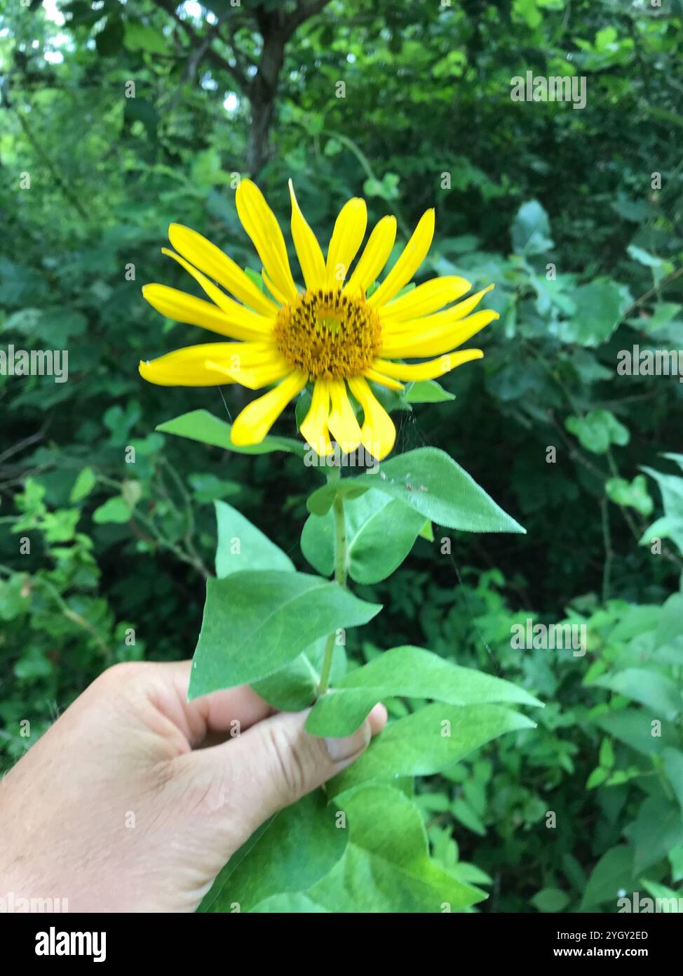 Roughstem rosinweed (Silphium radula Stock Photo - Alamy