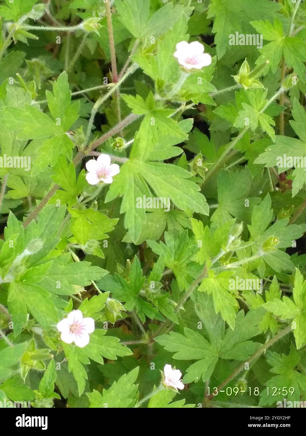 Siberian Crane's-bill (Geranium sibiricum Stock Photo - Alamy