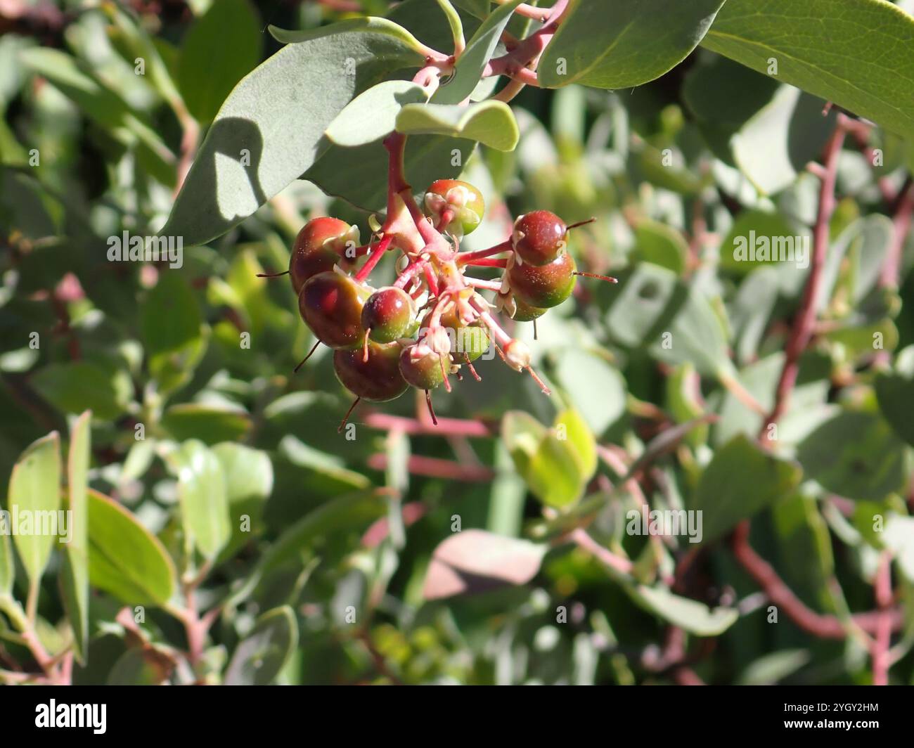 Common Manzanita (Arctostaphylos manzanita Stock Photo - Alamy