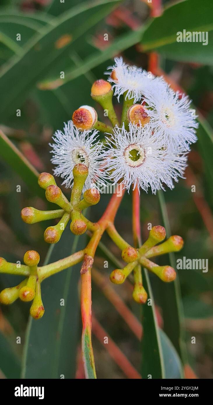 Eucalyptus sieberi hi-res stock photography and images - Alamy