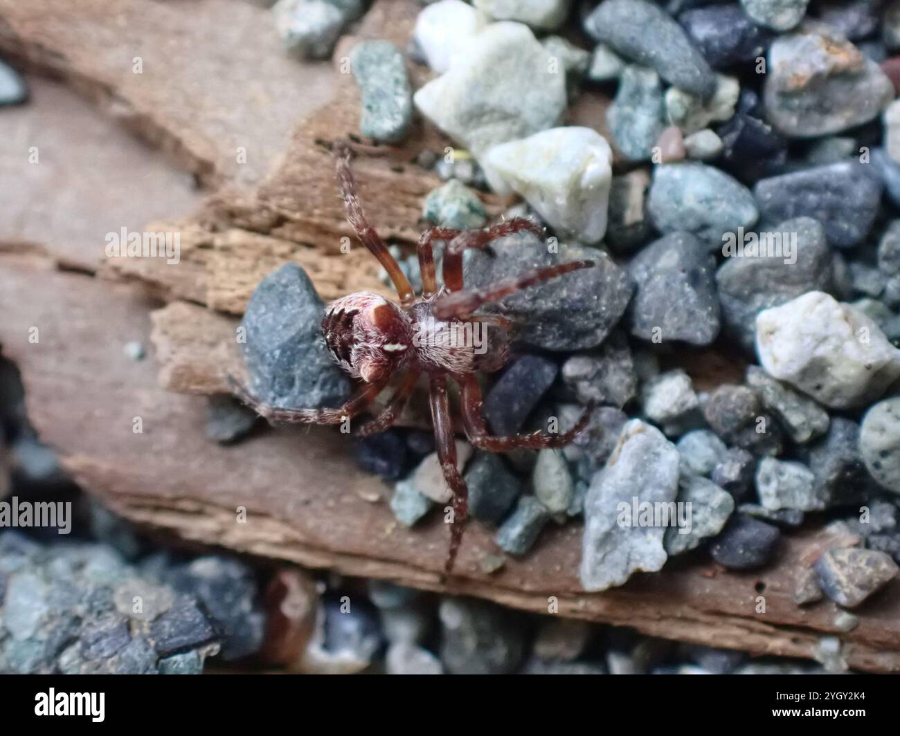 Angulate and Roundshouldered Orbweavers (Araneus Stock Photo - Alamy