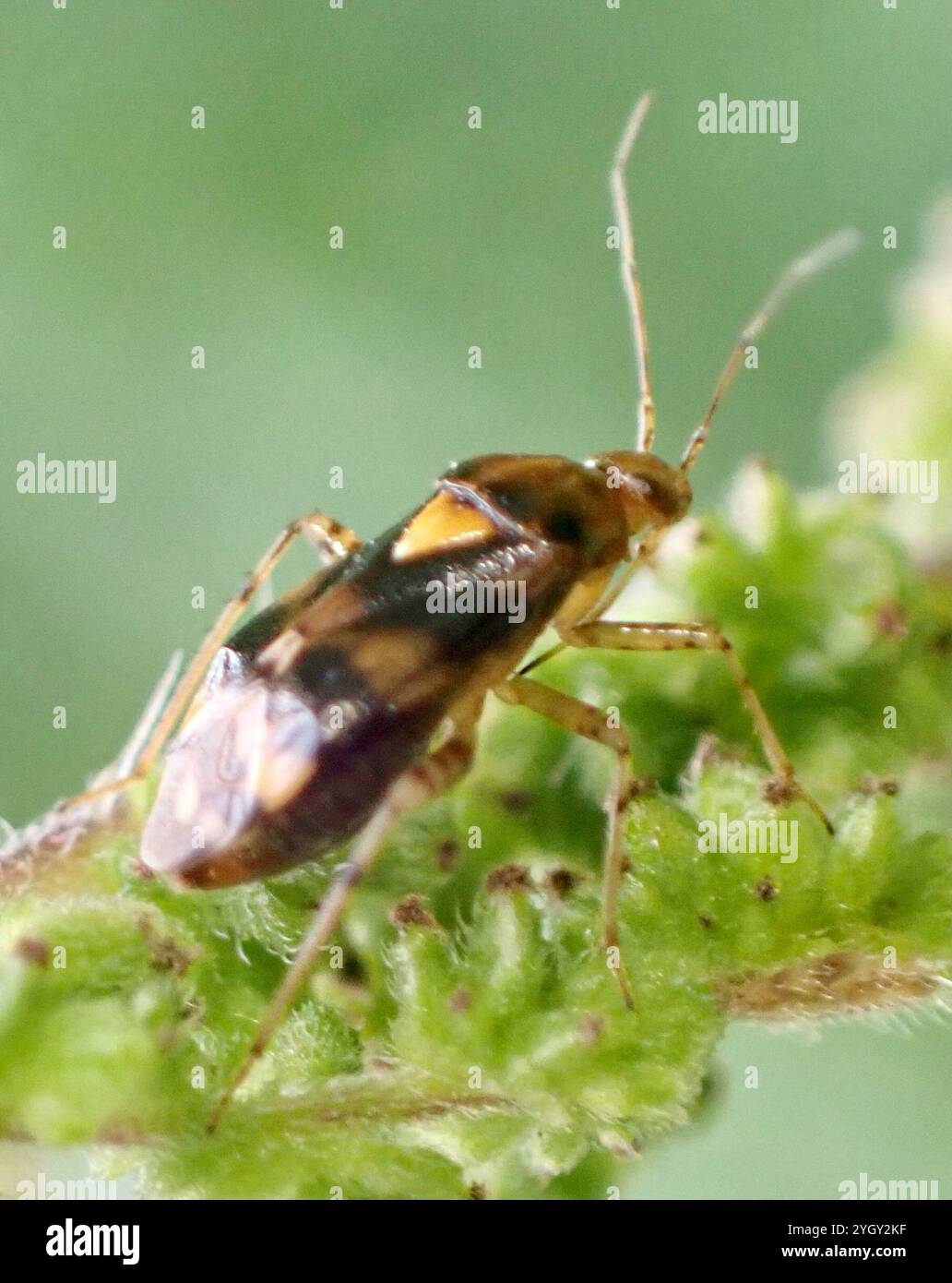 Three spotted nettle bug hi-res stock photography and images - Alamy