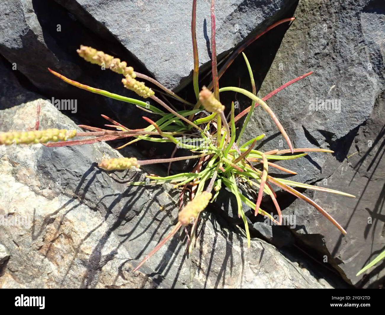 Sea Plantain (Plantago maritima Stock Photo - Alamy