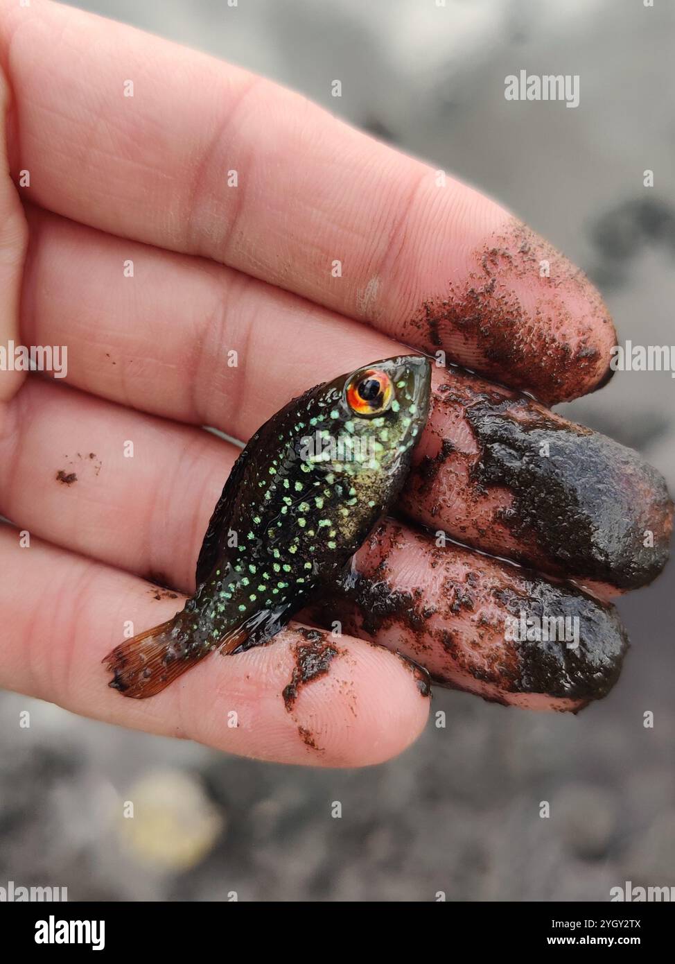 Enneacanthus gloriosus hi-res stock photography and images - Alamy