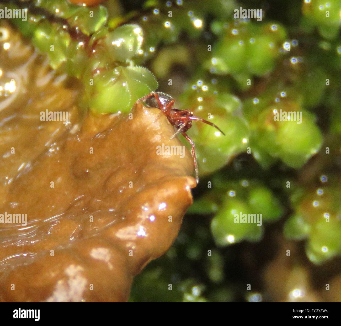 Sheetweb and Dwarf Weavers (Linyphiidae Stock Photo - Alamy