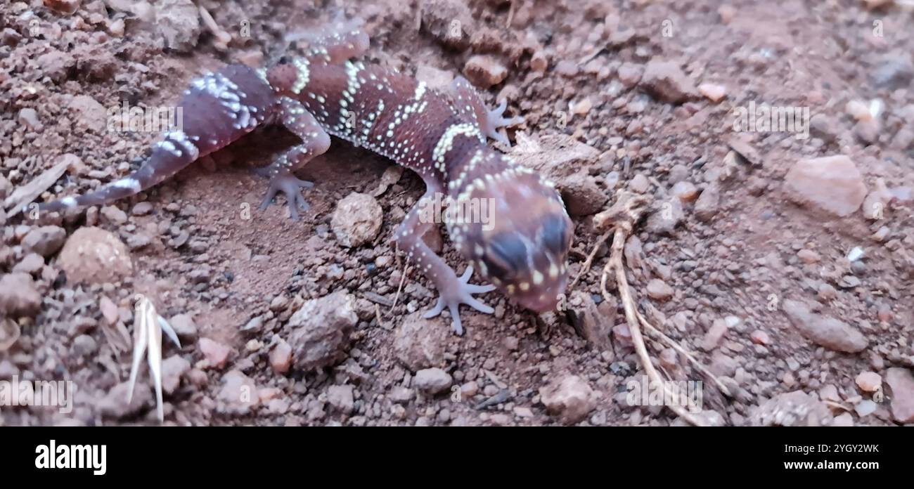 Thick-tailed Barking Gecko (Underwoodisaurus milii Stock Photo - Alamy
