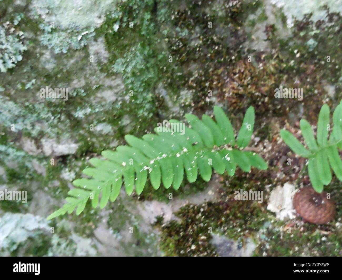 rock polypody (Polypodium virginianum Stock Photo - Alamy