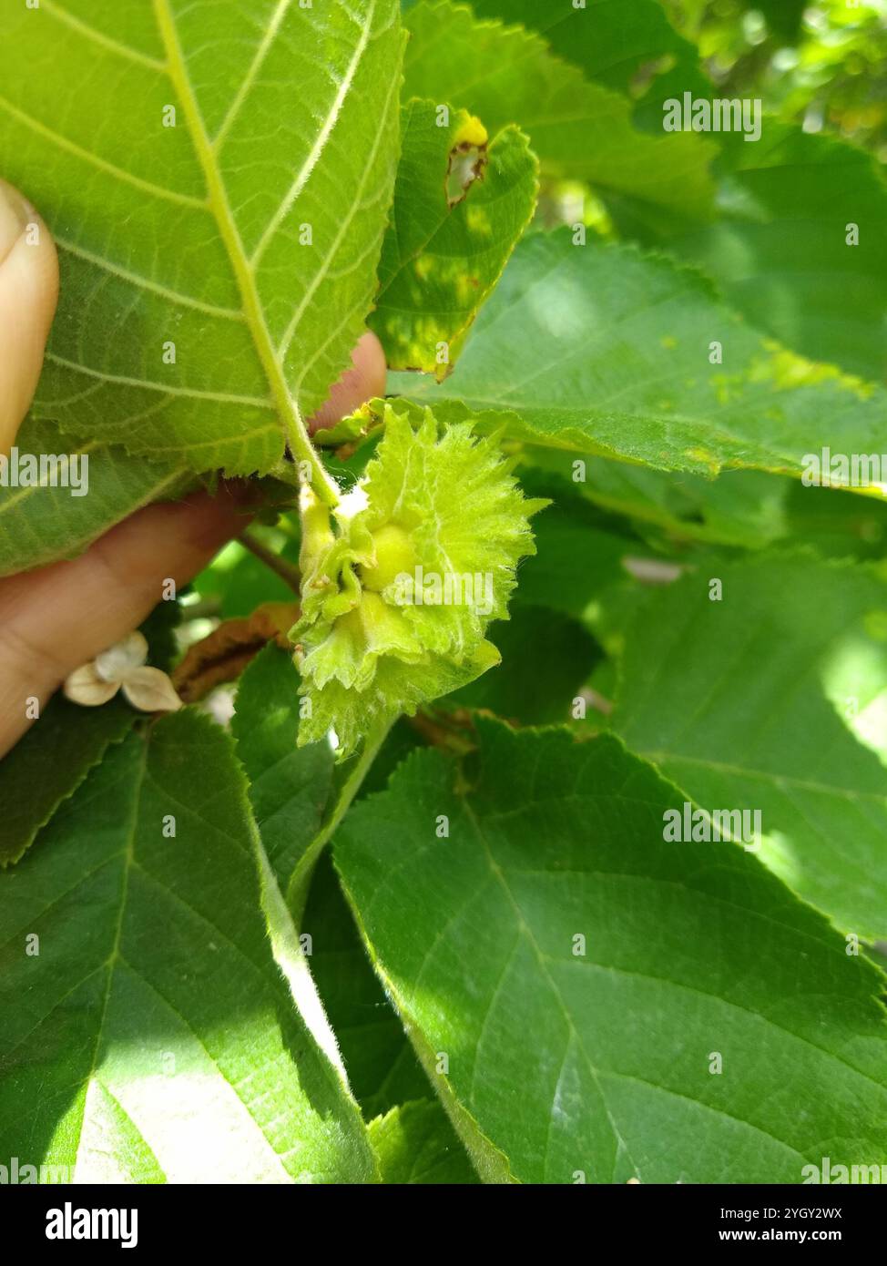 American hazelnut (Corylus americana Stock Photo - Alamy