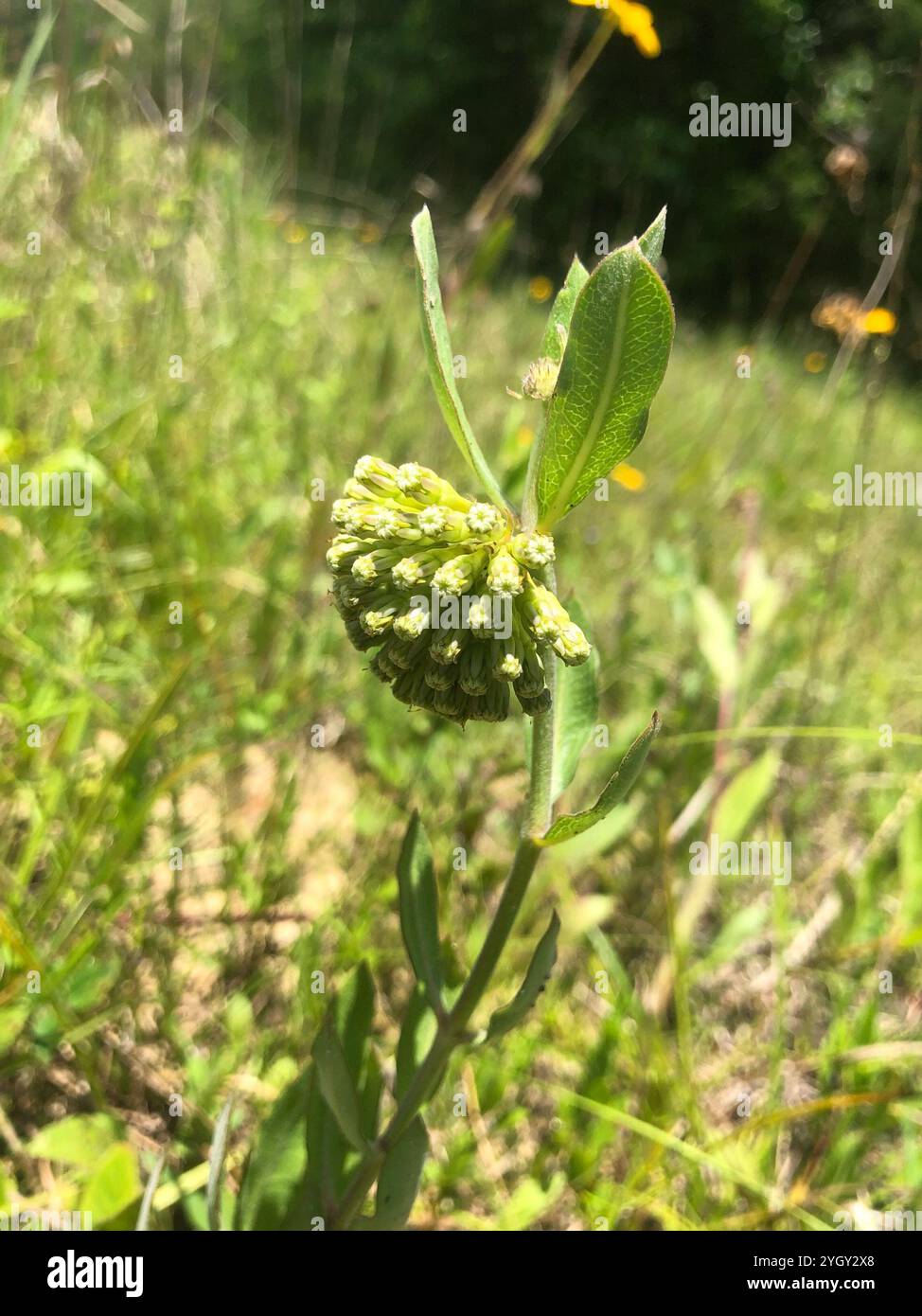 green comet milkweed (Asclepias viridiflora Stock Photo - Alamy