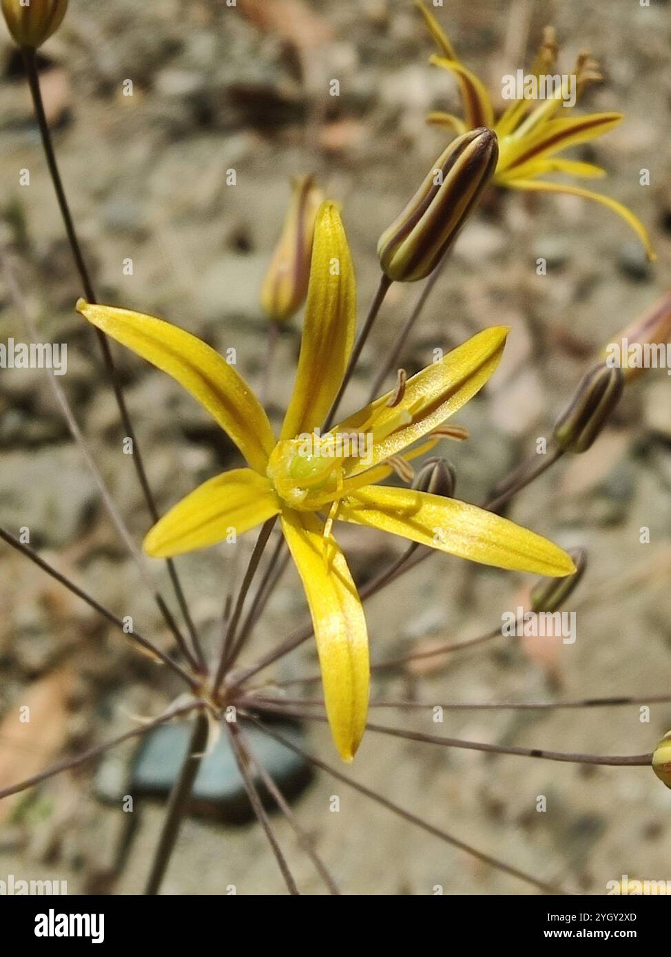 Goldenstar bloomeria crocea hi-res stock photography and images - Alamy