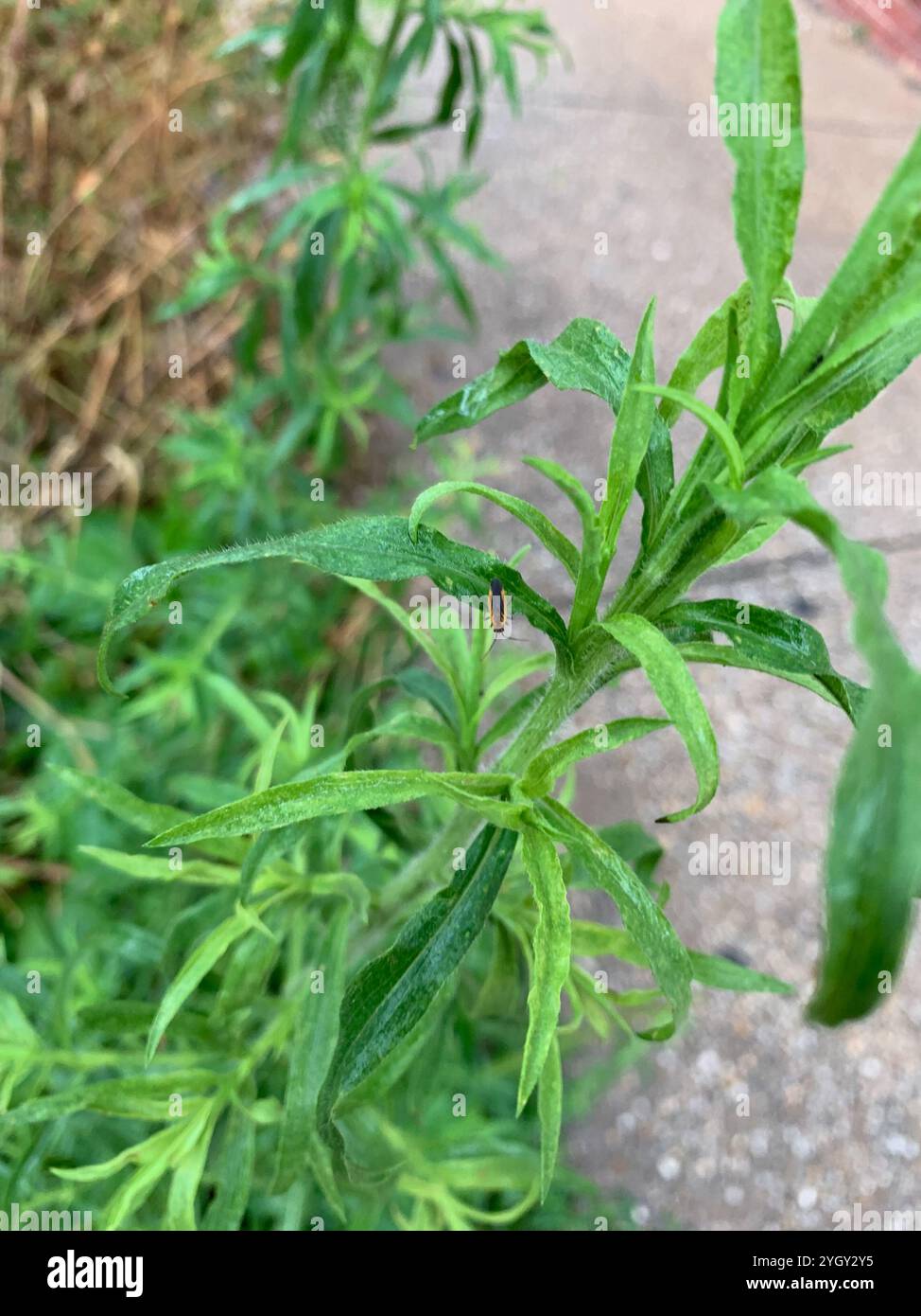 horseweed (Erigeron canadensis Stock Photo - Alamy
