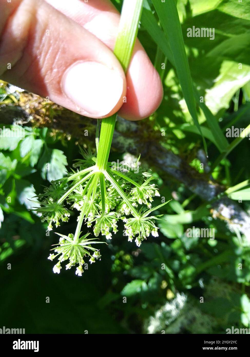 carrot family (Apiaceae Stock Photo - Alamy