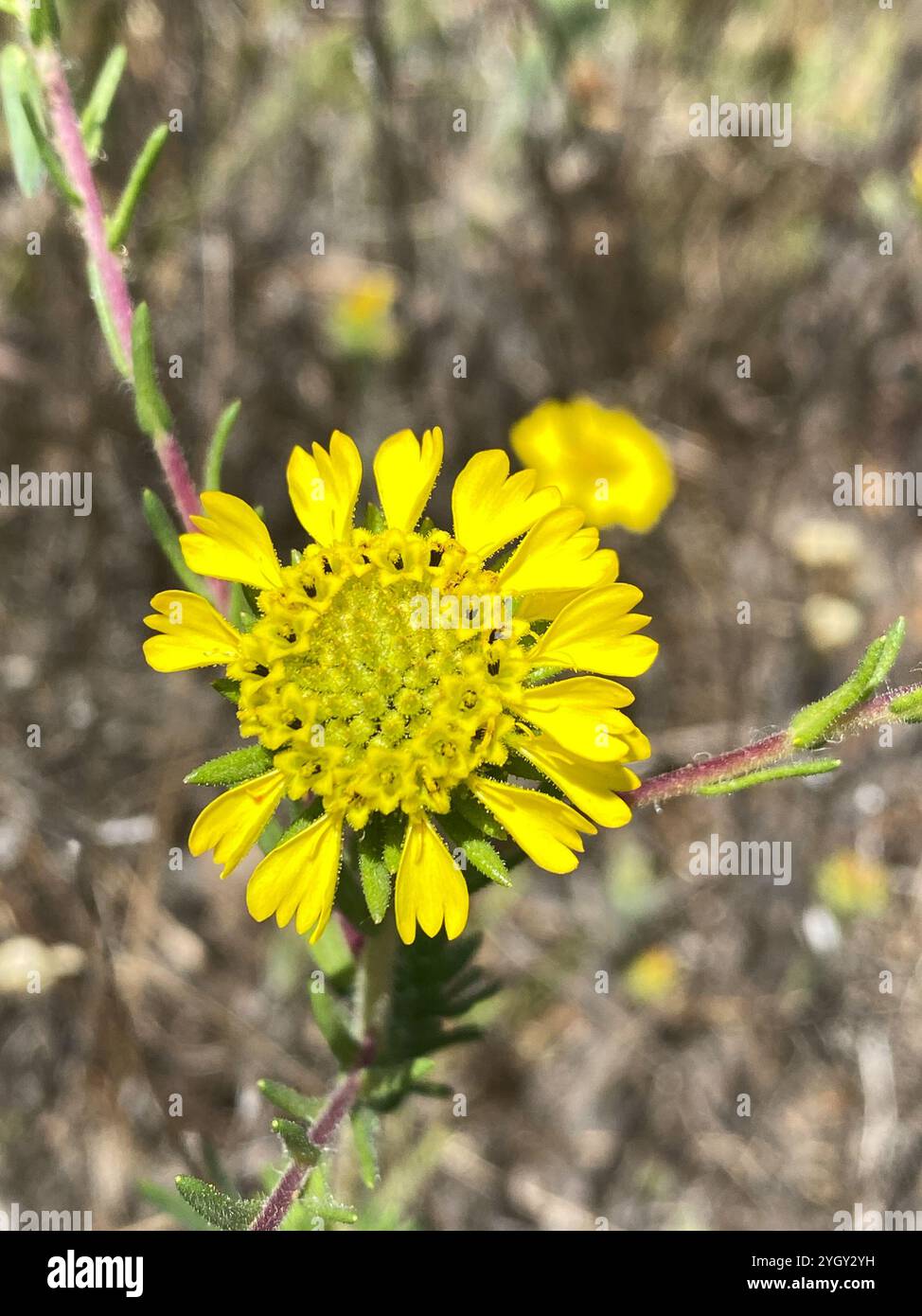 Santa Cruz tarplant (Holocarpha macradenia Stock Photo - Alamy