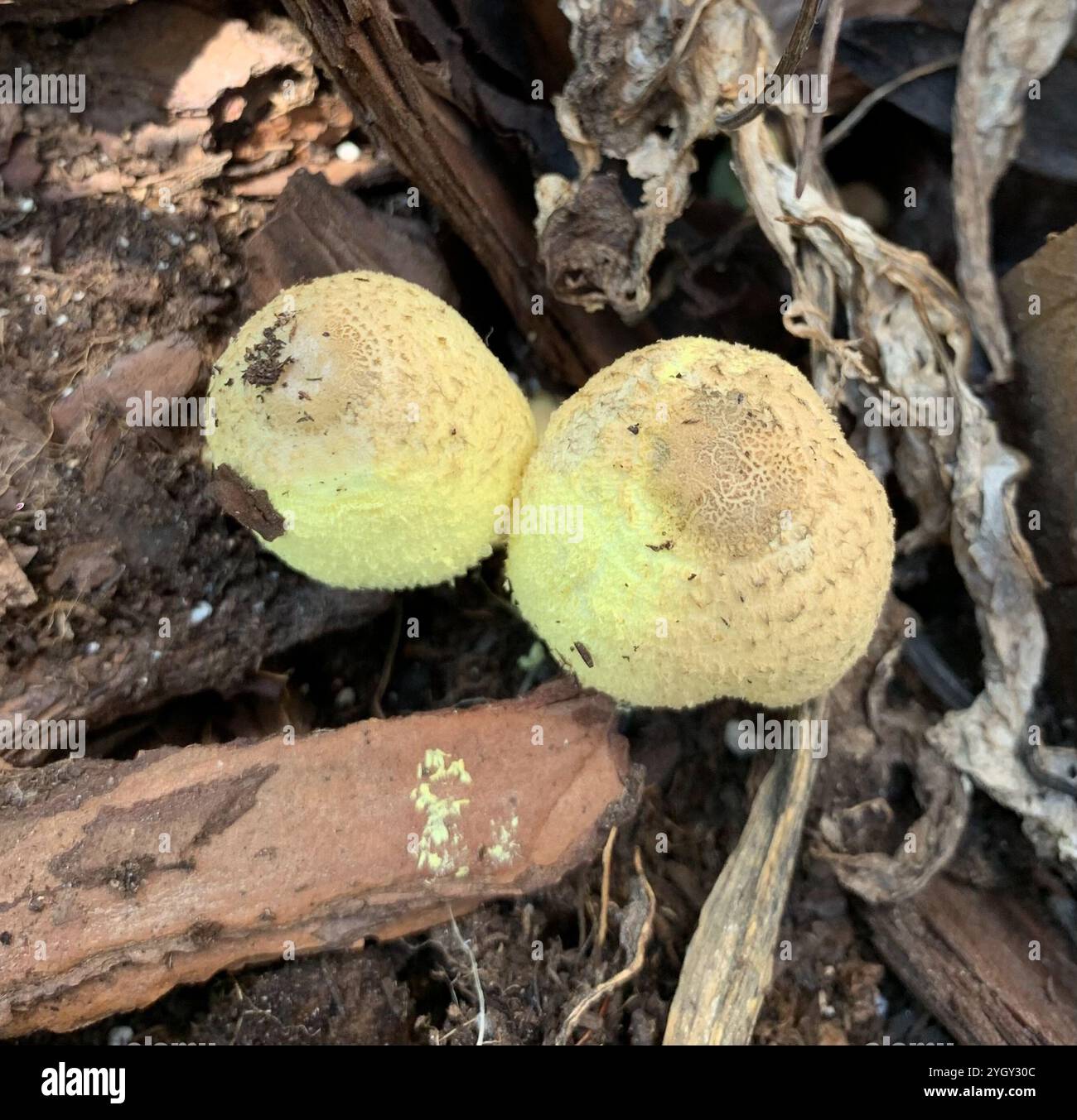 flowerpot parasol (Leucocoprinus birnbaumii Stock Photo - Alamy