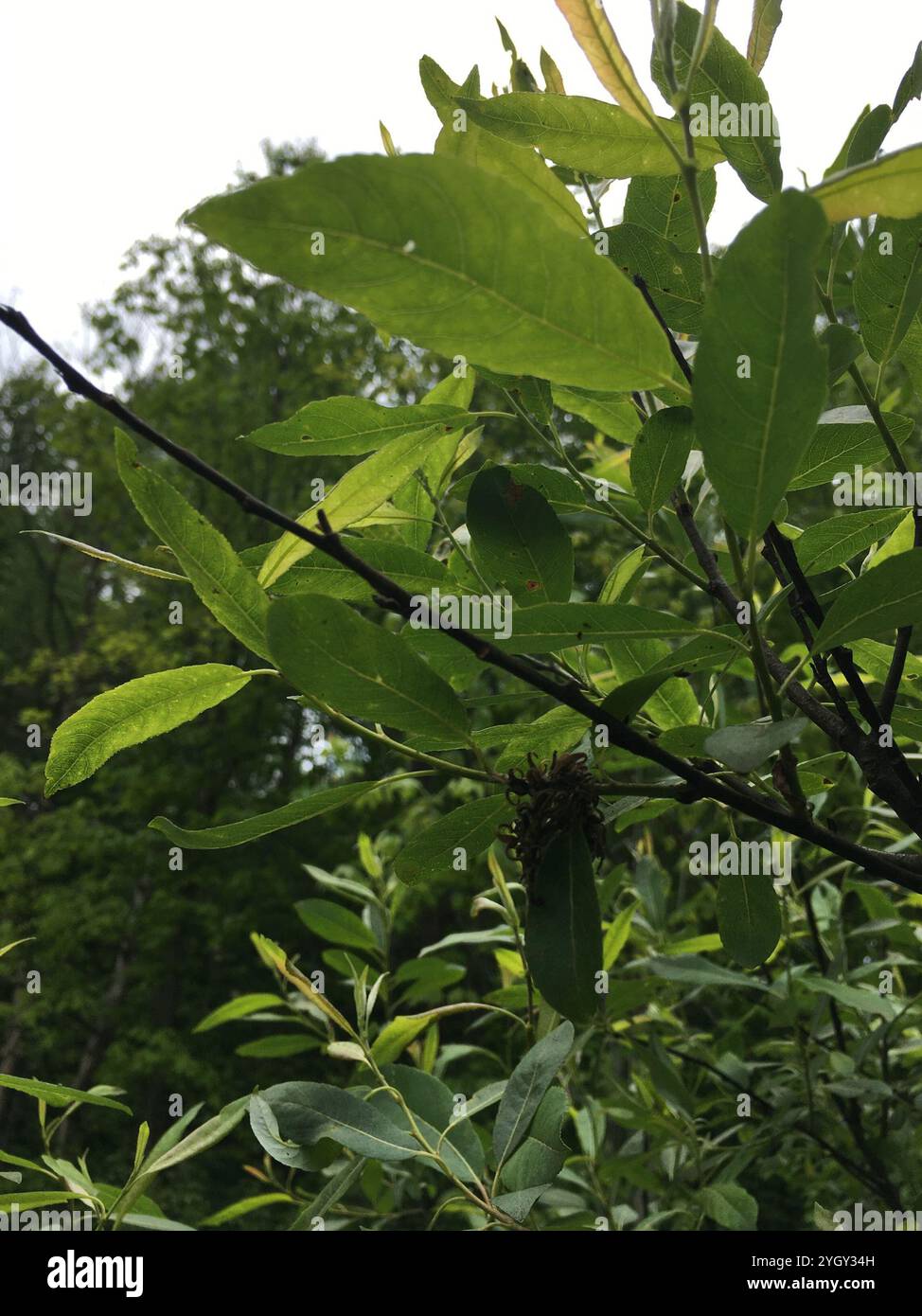 pussy willow (Salix discolor Stock Photo - Alamy