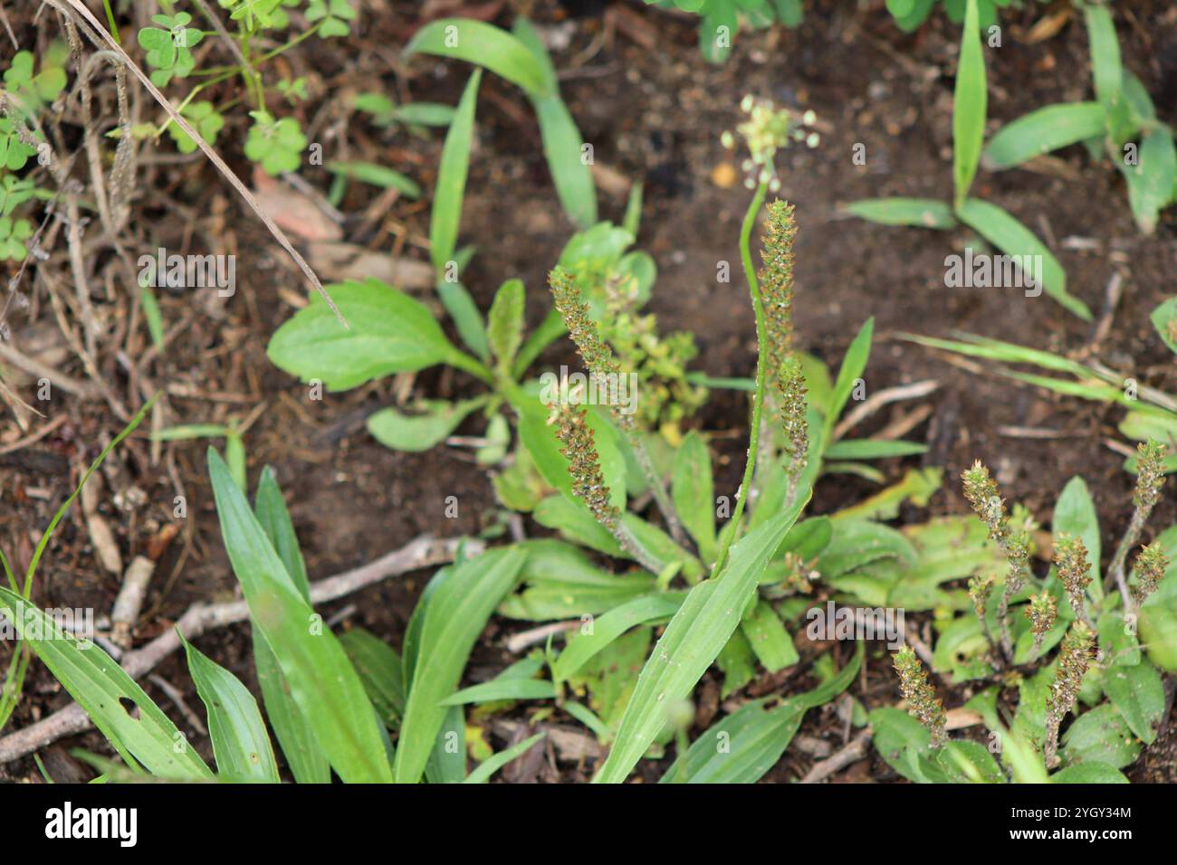 dwarf plantain (Plantago virginica Stock Photo - Alamy