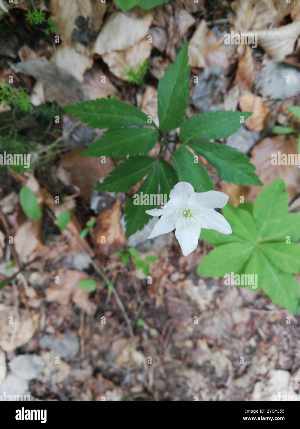 Three-leaved Anemone (Anemonoides trifolia Stock Photo - Alamy
