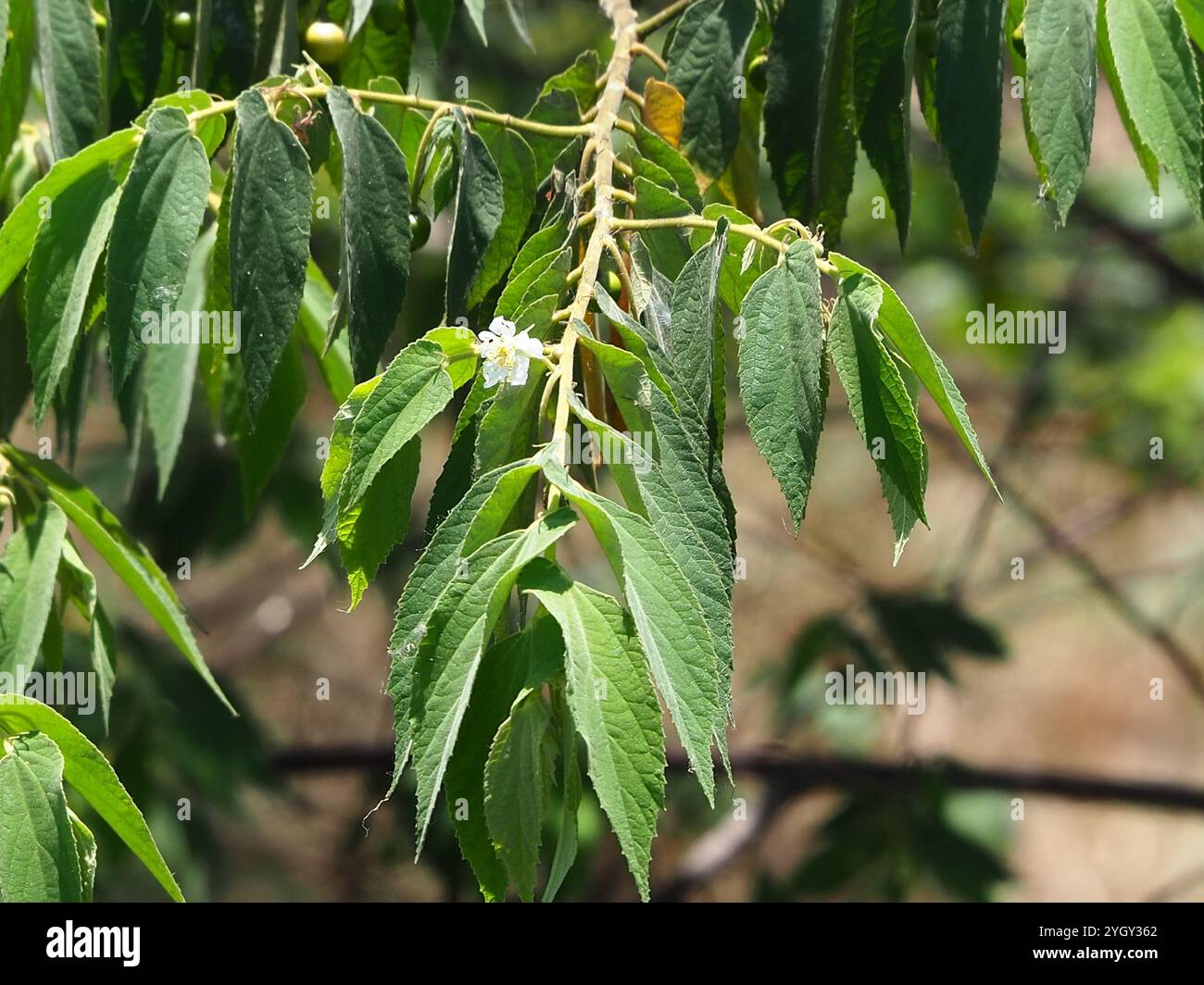 Calabur tree hi-res stock photography and images - Alamy